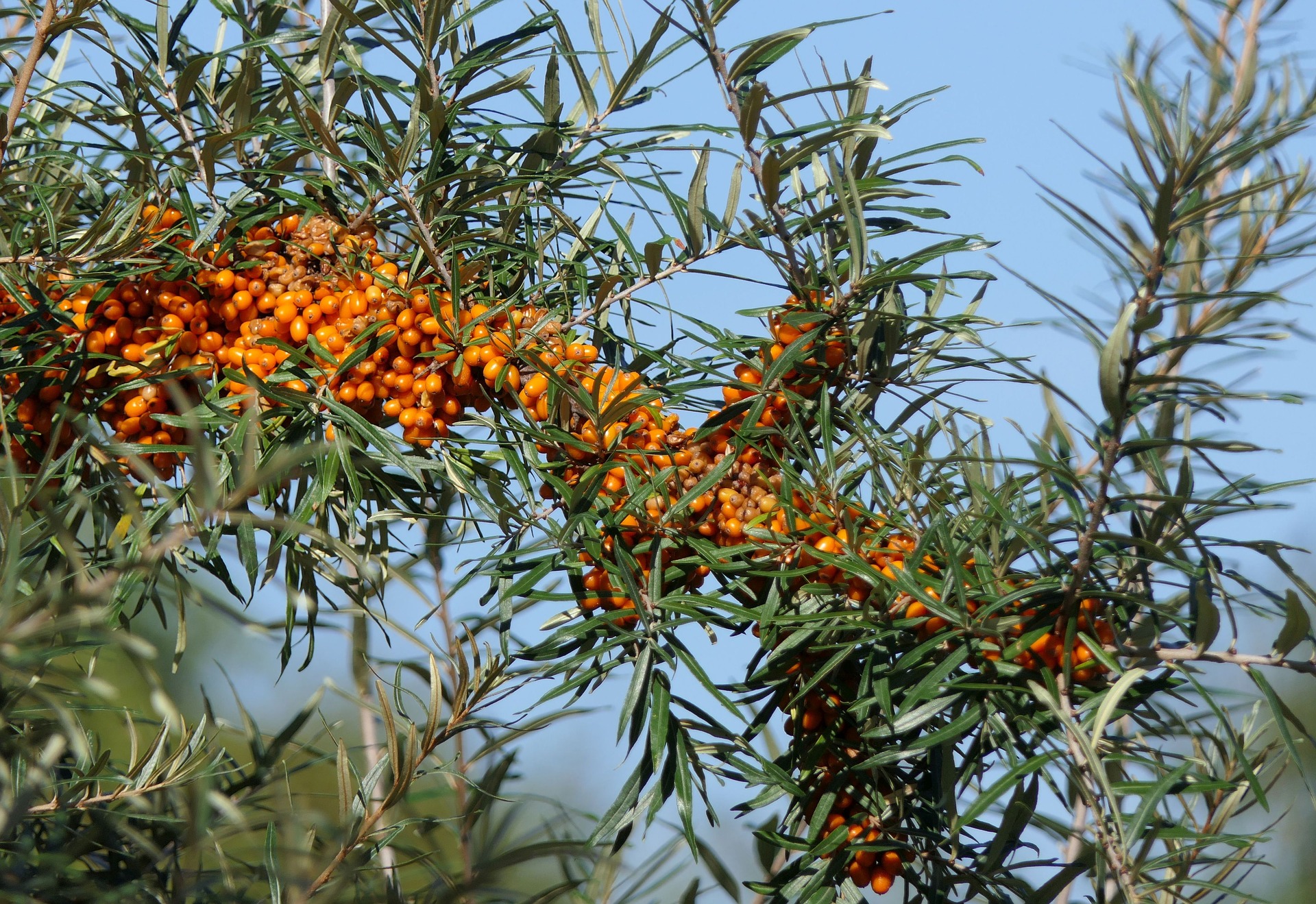 Olivello spinoso: prezioso alleato del benessere del corpo e della ...