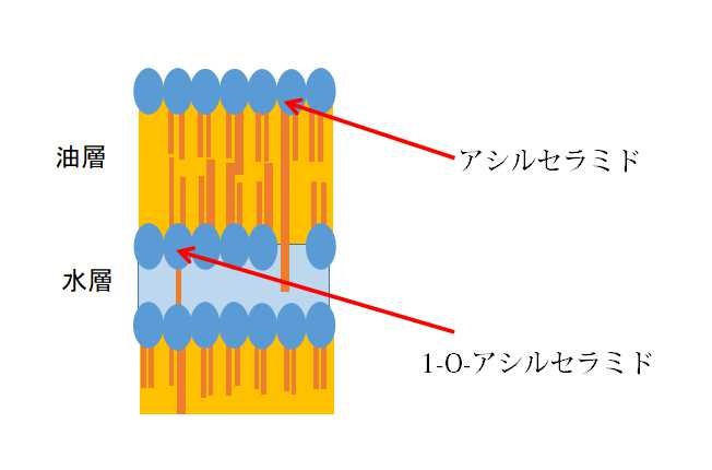 EcoCeramide ENP - 天然ヒト型セラミド配合クリーム【ナチュセラ】