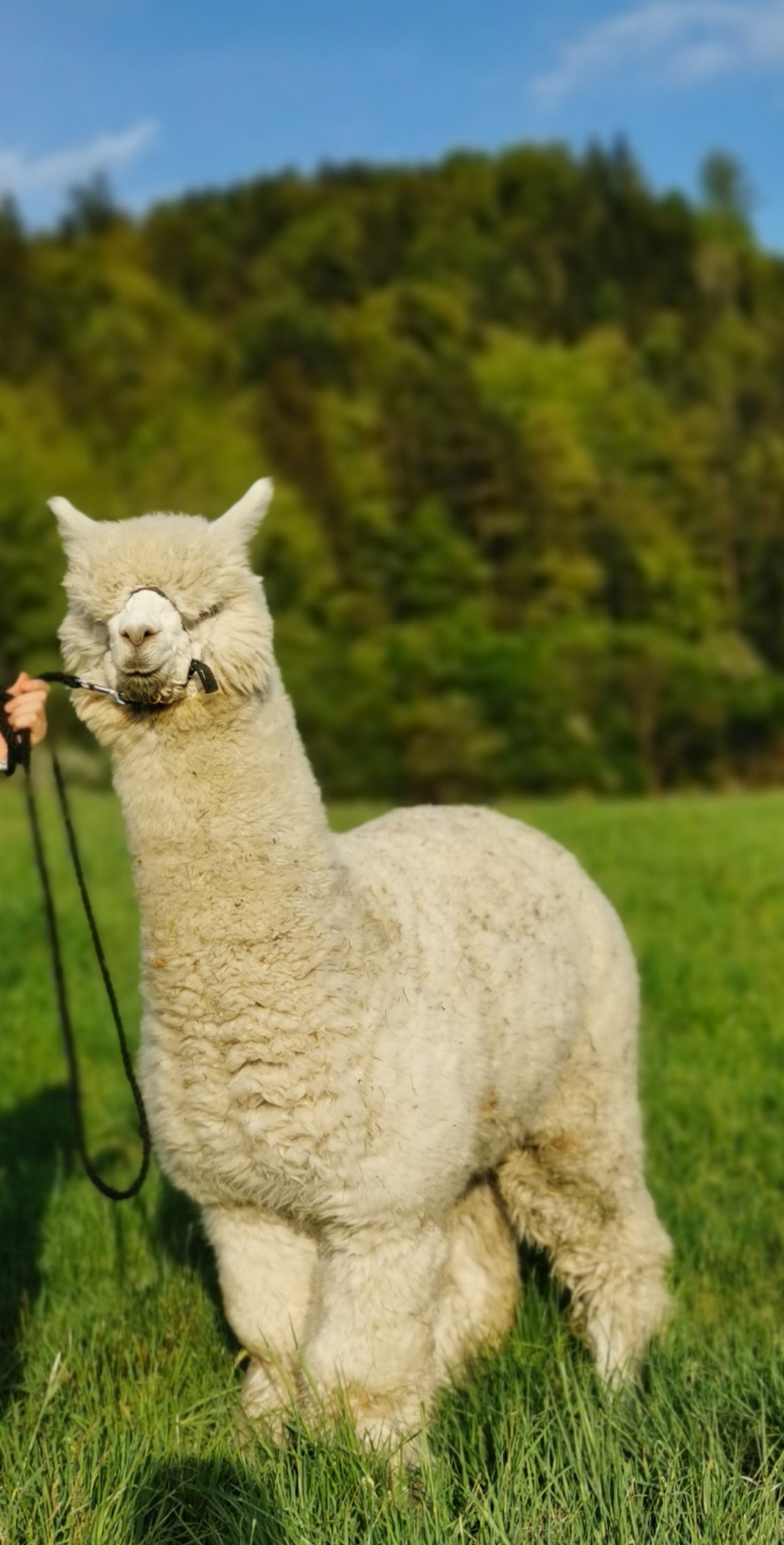 Alpaka Expo 2021 - Alpakahofgams Alpaka Hof Gams alpakahof hochzeit mit ...