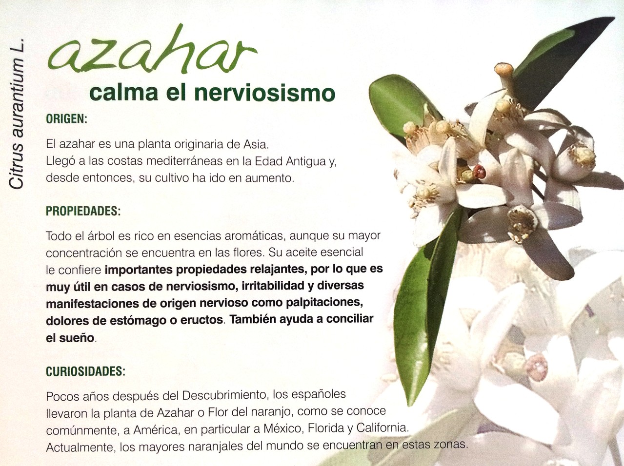 Azahar - Herboristeria Plaza Real de Lorca - Artesania de la Salud