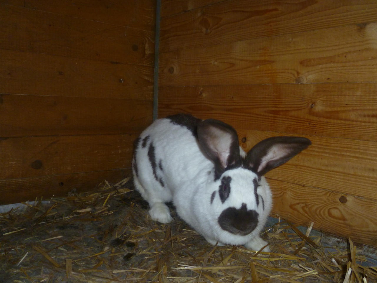 Deutsche Riesenschecken in havanna - weiß - mehrens-kaninchen Jimdo-Page!