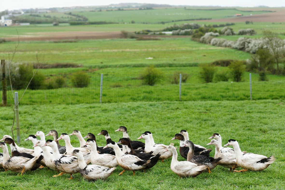 Découvrez notre ferme - Elevage de canards à foie gras et produits ...