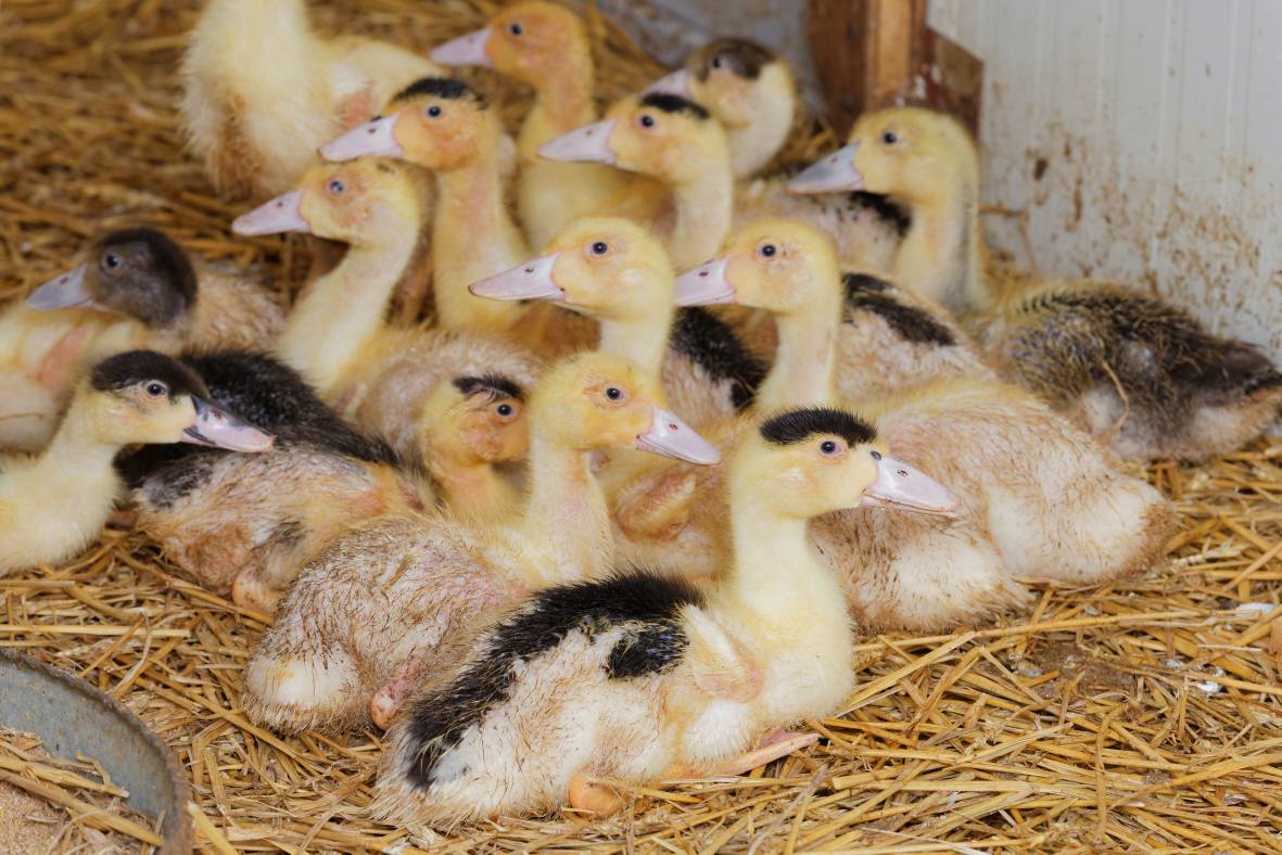 Découvrez notre ferme - Elevage de canards à foie gras et produits ...