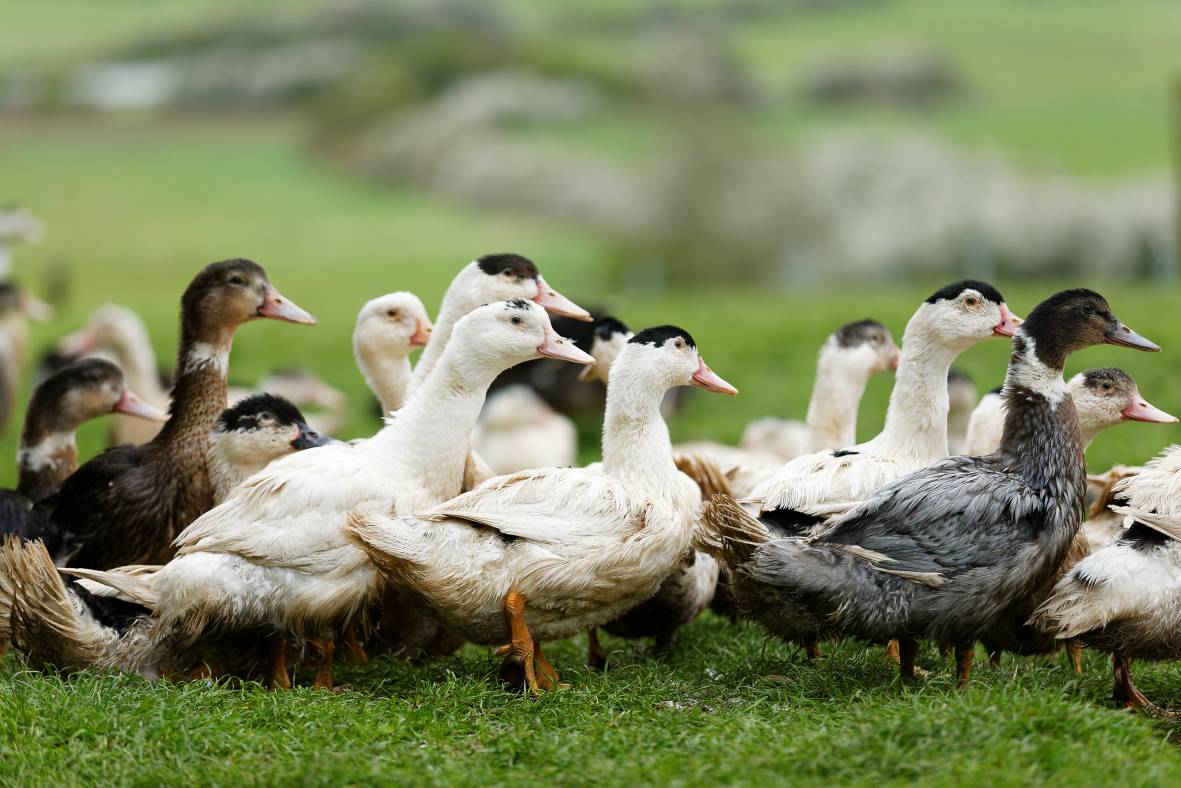 Découvrez notre ferme - Elevage de canards à foie gras et produits ...