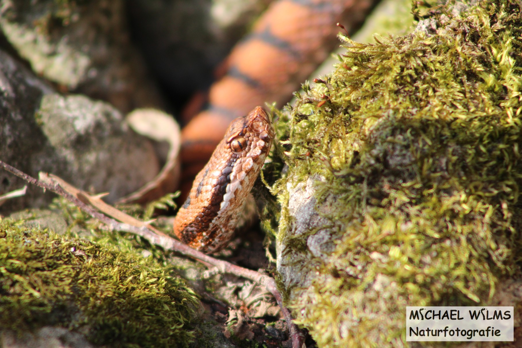 Vipern (Viperidae) - Michael Wilms Naturfotografie