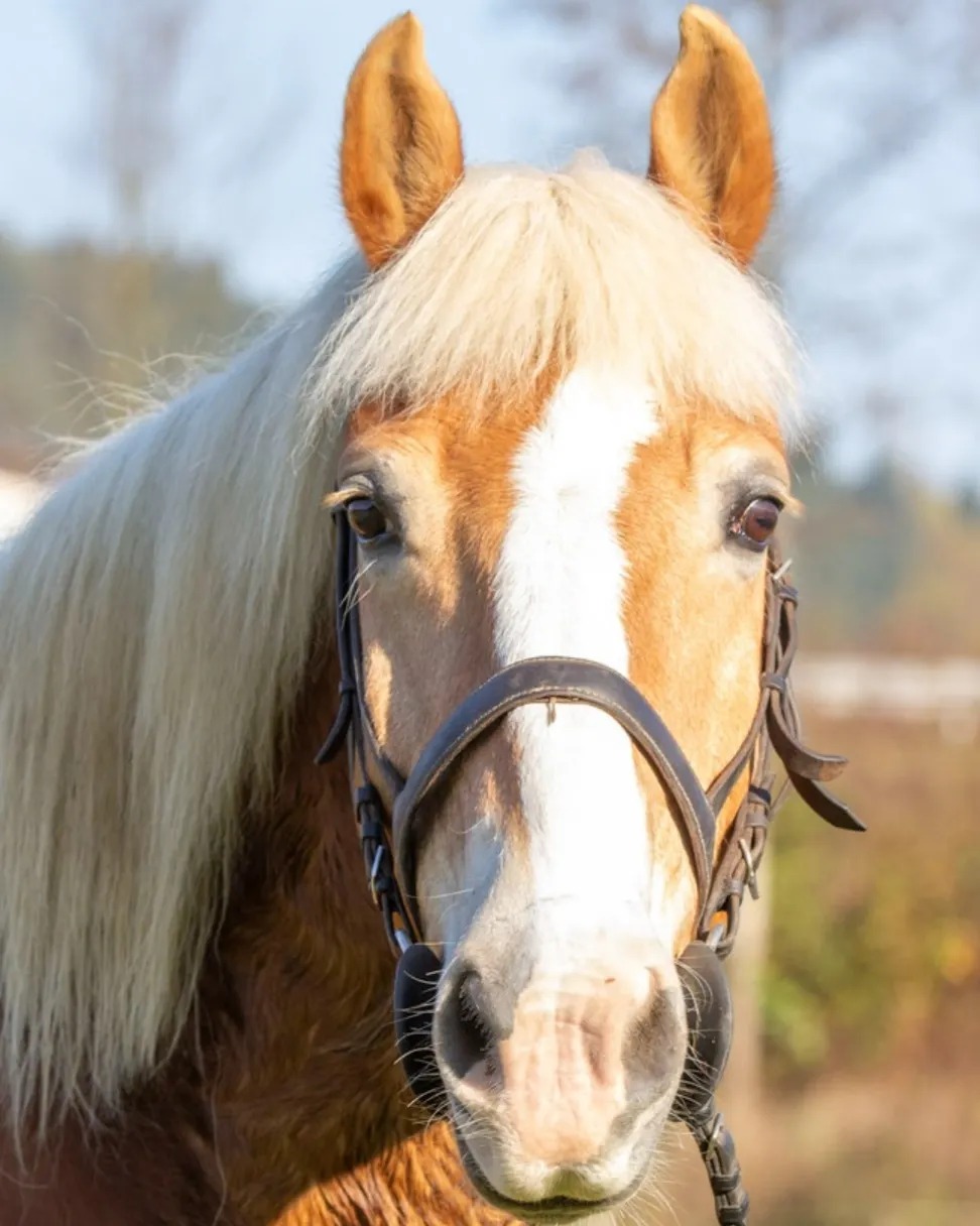 DANKE Apollo! - Reit- und Fahrverein Schwäbisch Gmünd e.V.