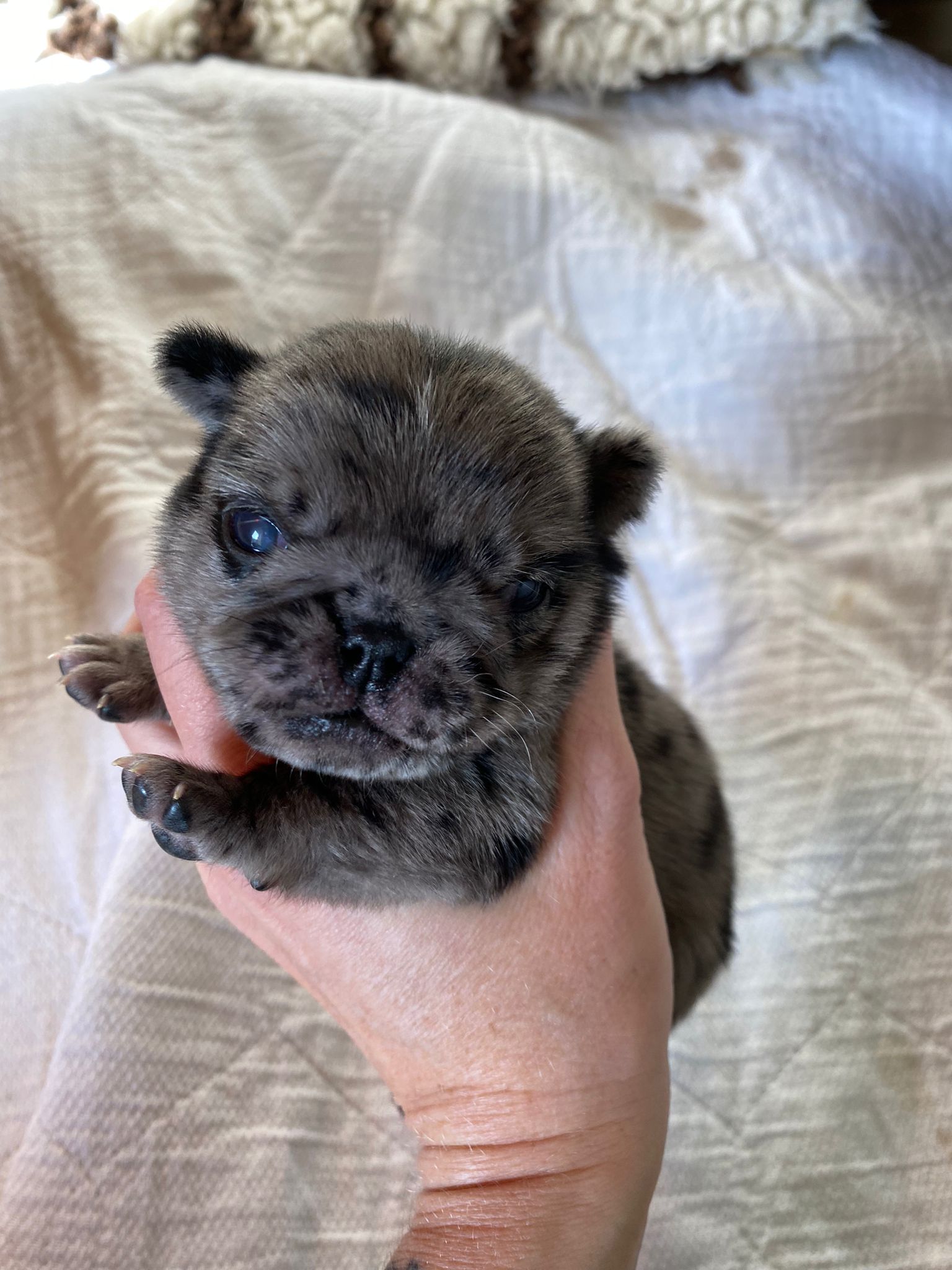 M-Wurf - Altdeutschemopszucht, Futterberatung,Tierenergetik, Mopswelpen ...