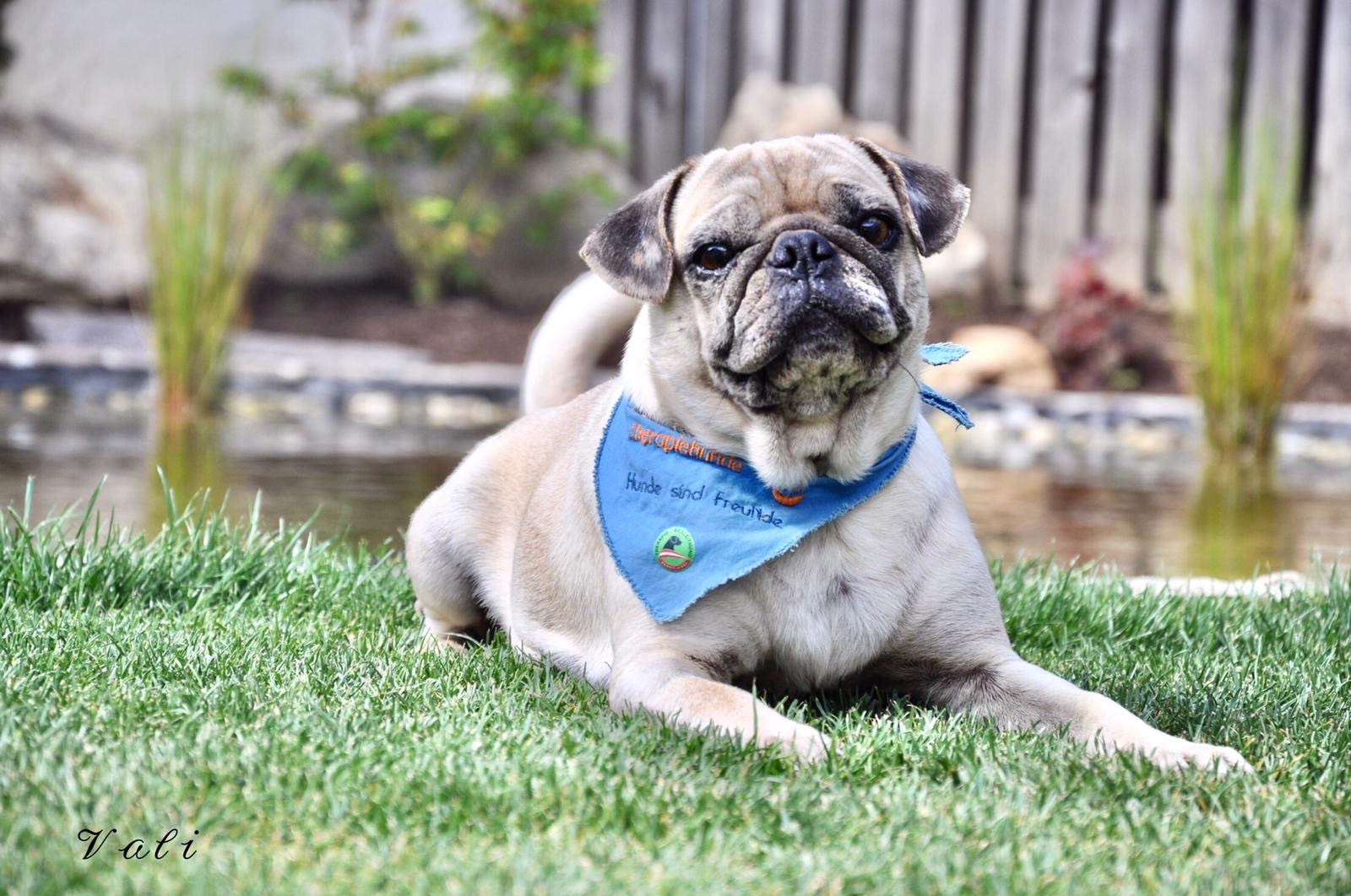 Therapiehundearbeit - Altdeutschemopszucht, Futterberatung ...