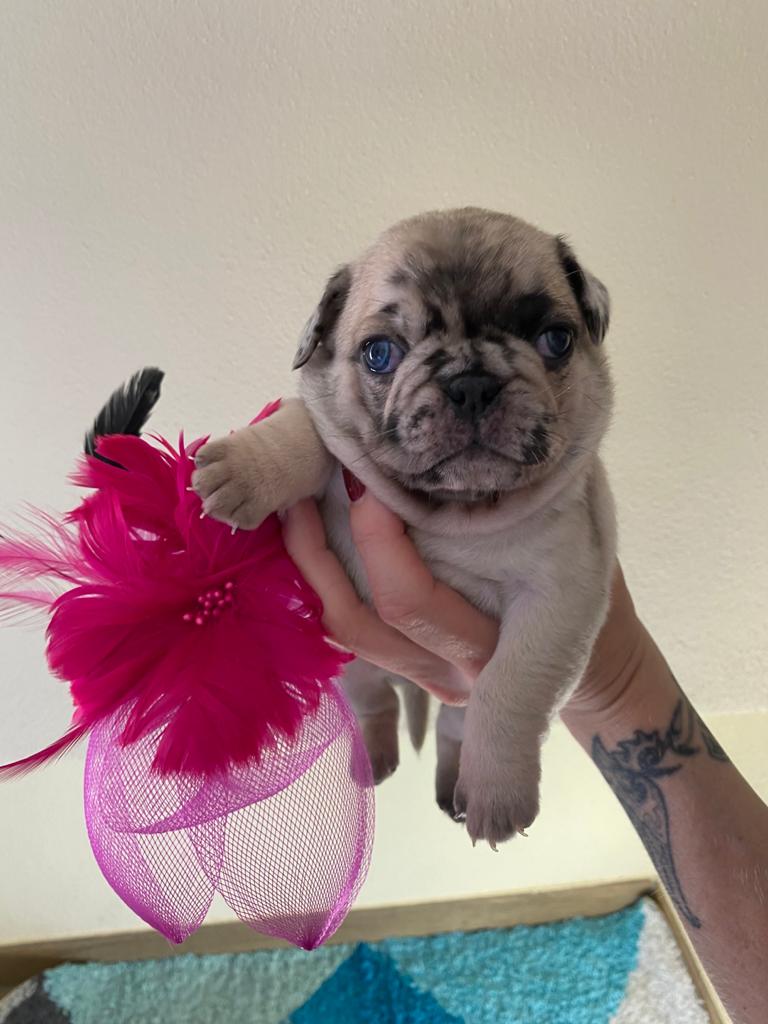 News - mops-of-crazy-grubers, altdeutschermops , retromops, mops mit nase