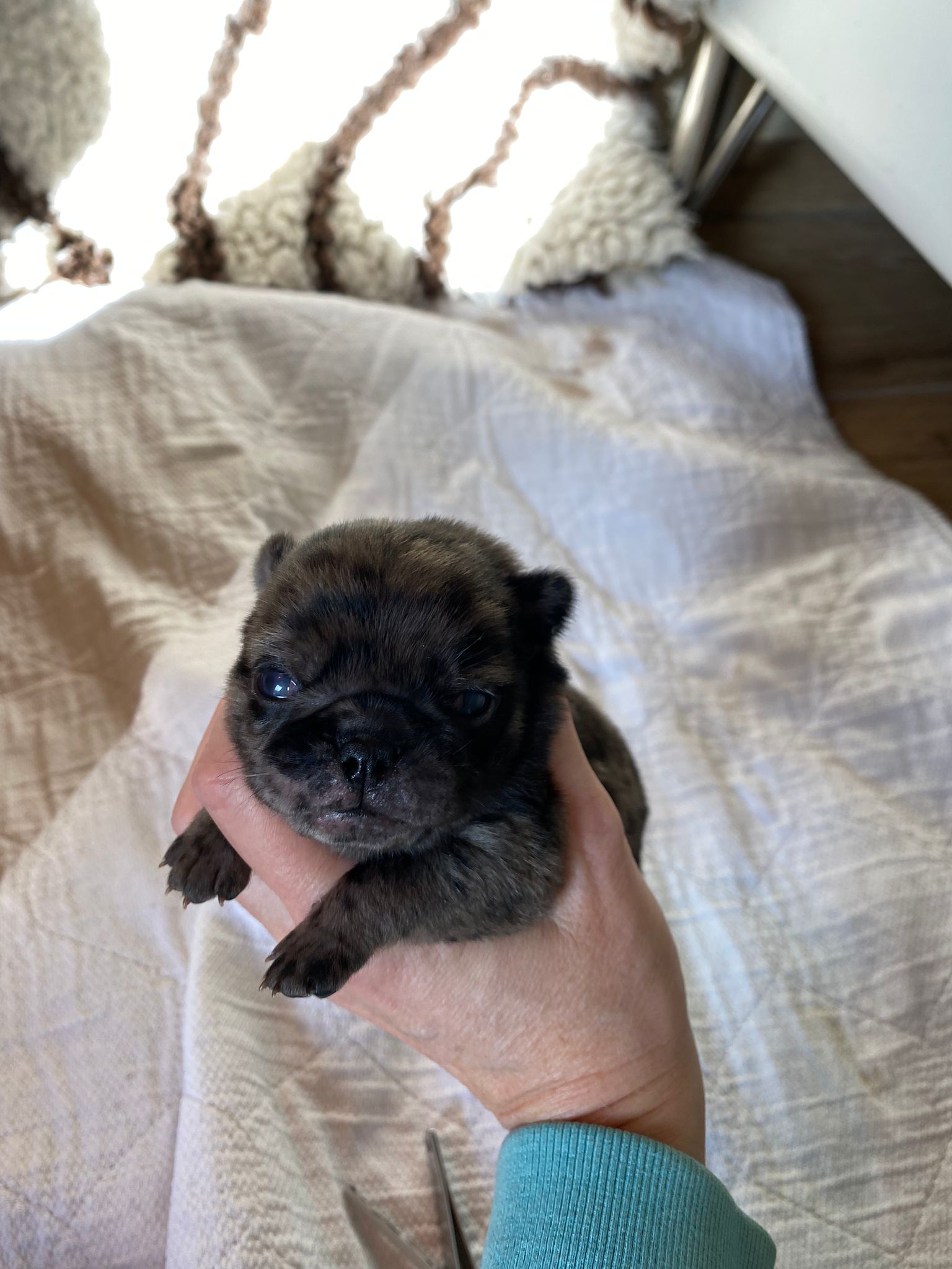 M-Wurf - Altdeutschemopszucht, Futterberatung,Tierenergetik, Mopswelpen ...