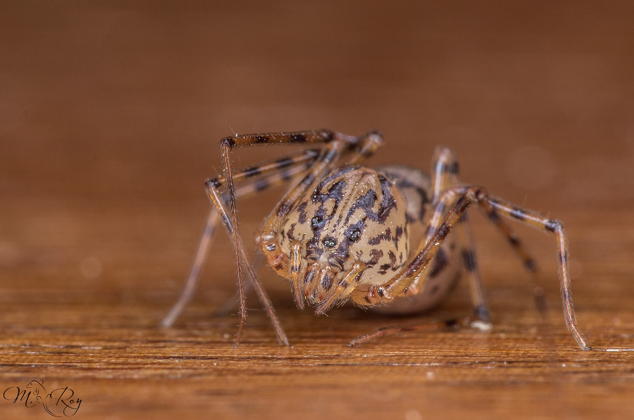 Scytodidae - Speispinnen - Salticidaes Springspinnen Spinnen und ...