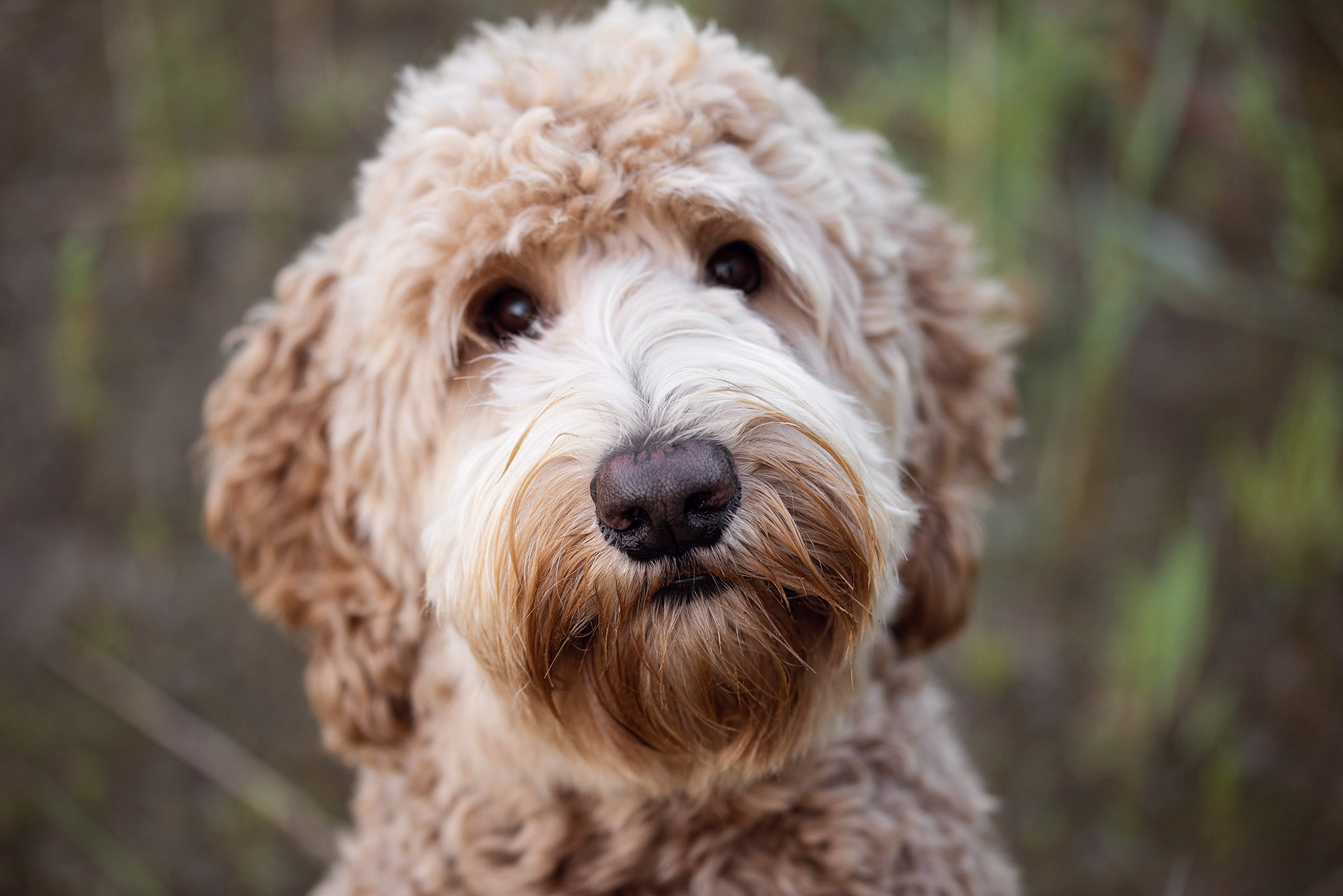 Flevodoodles - Flevodoodles: Australian Labradoodle fokker