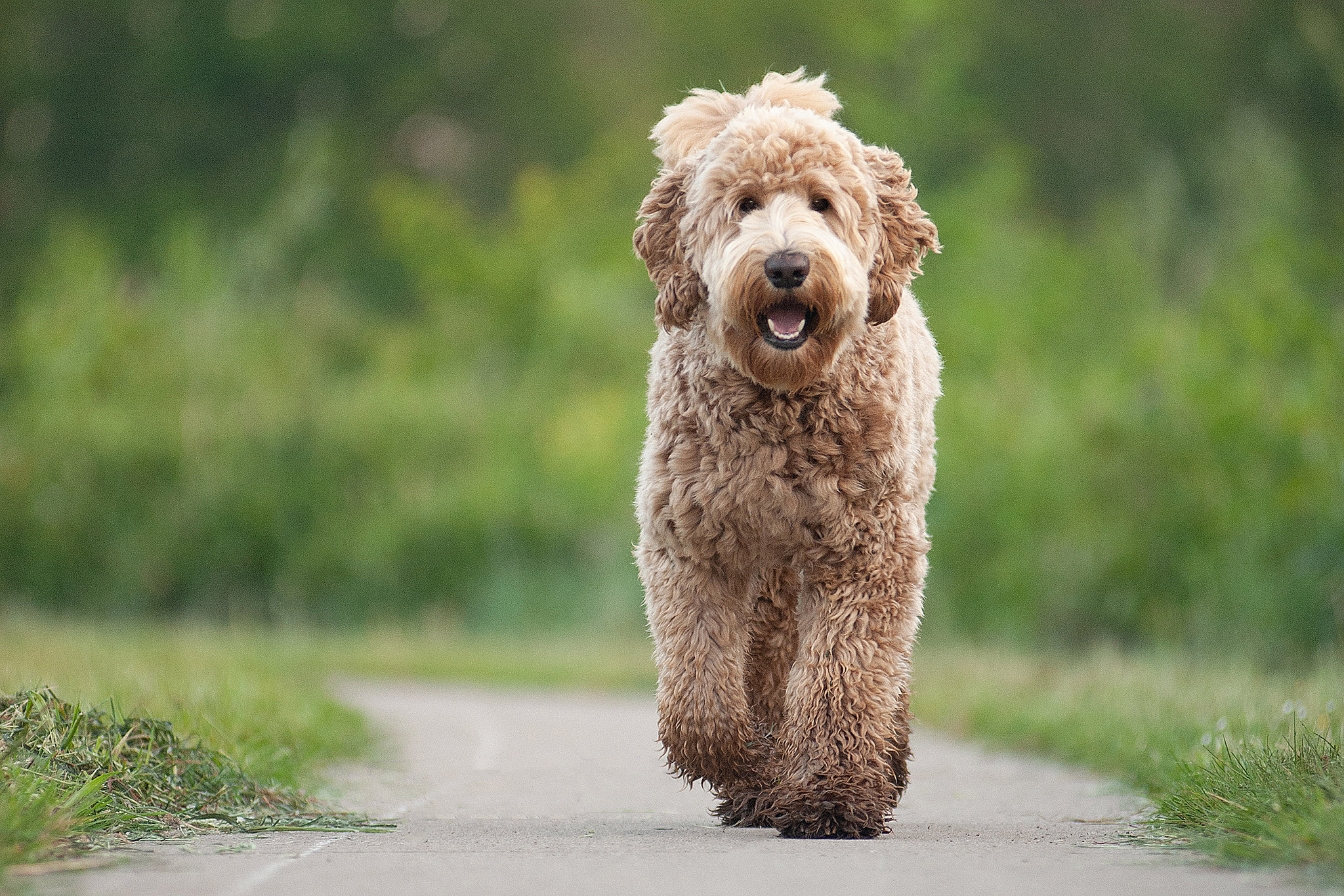 Flevodoodles - Flevodoodles: Australian Labradoodle fokker