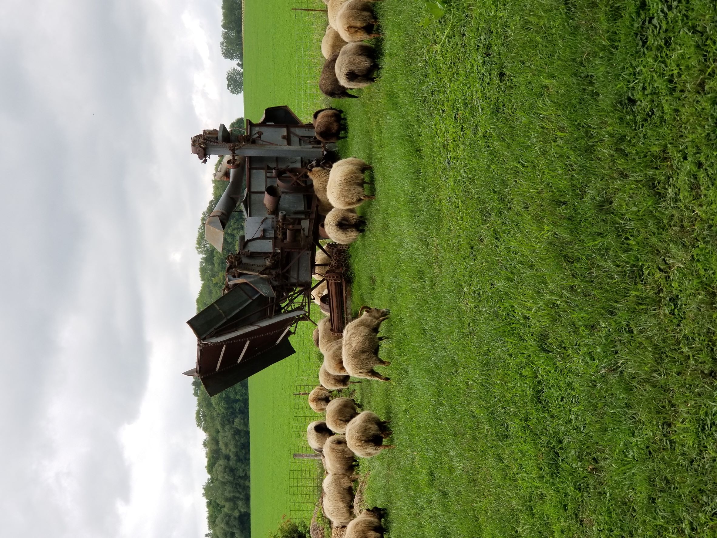 DIAMOND D SHEEP - diamonddsheep