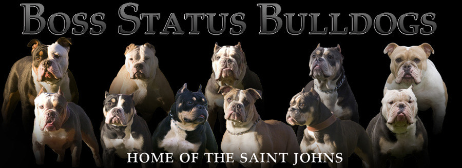 Our Store -- American Bully Puppies, Pacific Bulldog Puppies, Saint ...