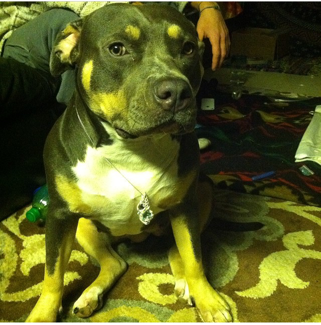 Boss Status Bullies - Pacific Bulldog - Saint Johns Bully, Bully Studs ...