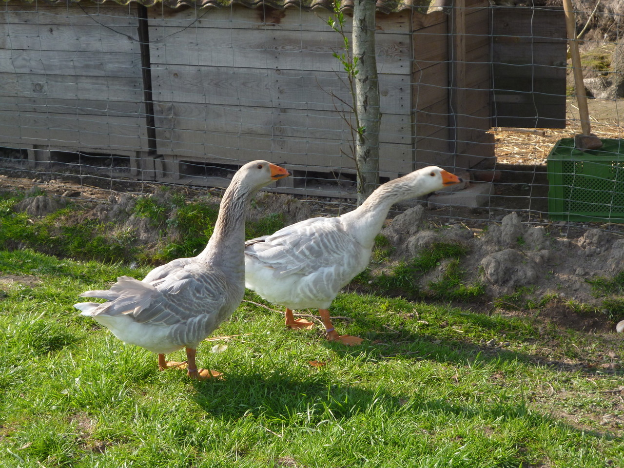 Oca Steinbacher- Ganso combatiente de Steinbach - lostilos. jimdo.page