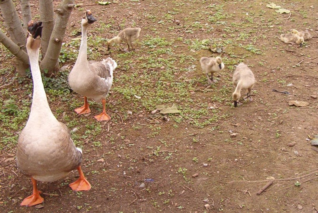 Oca china - lostilos. jimdo.page