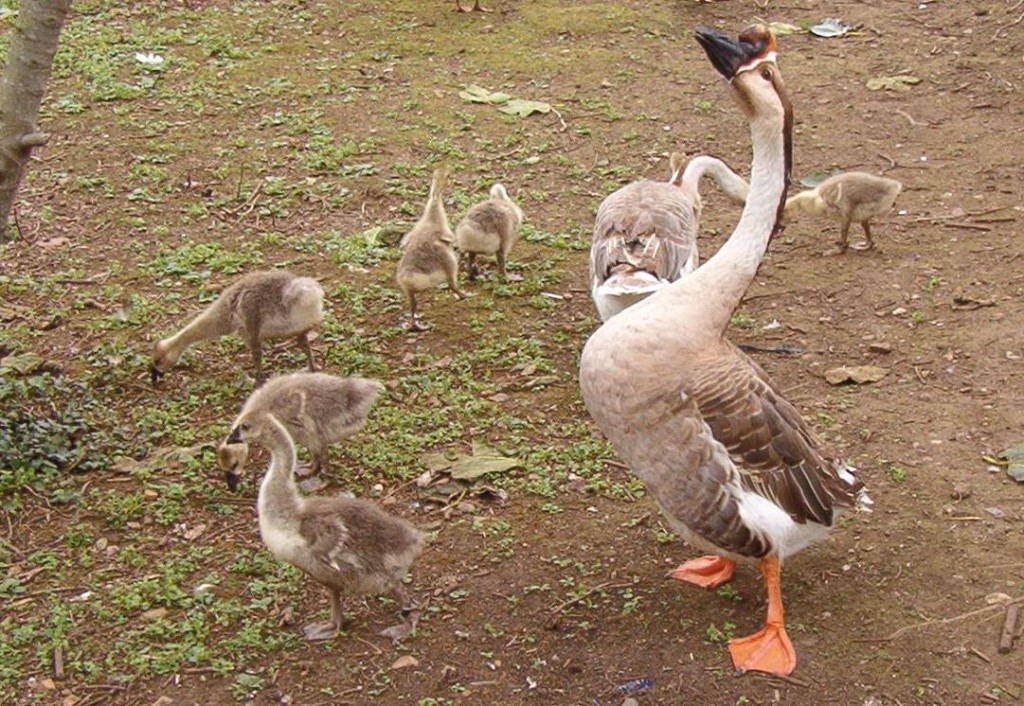 Oca china - lostilos. jimdo.page