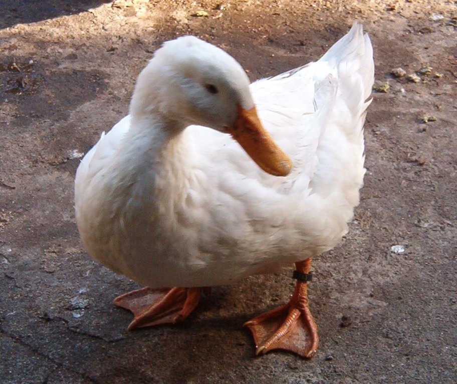 Pato Pekin - lostilos. jimdo.page