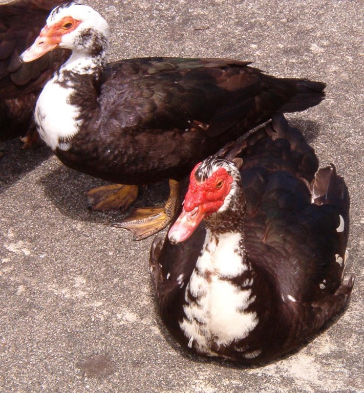 Pato Mudo - lostilos. jimdo.page