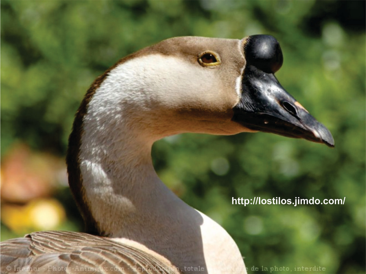 Oca China - lostilos. jimdo.page