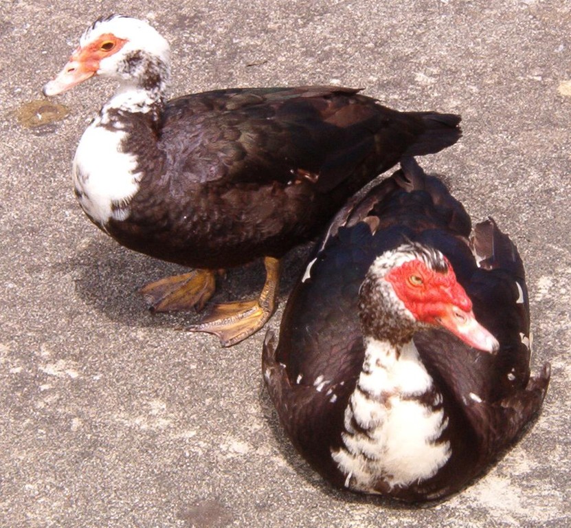 Pato Mudo - lostilos. jimdo.page