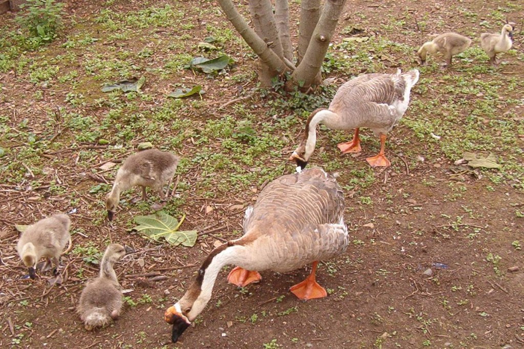 Oca china - lostilos. jimdo.page