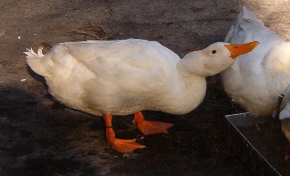 Pato Pekin - lostilos. jimdo.page