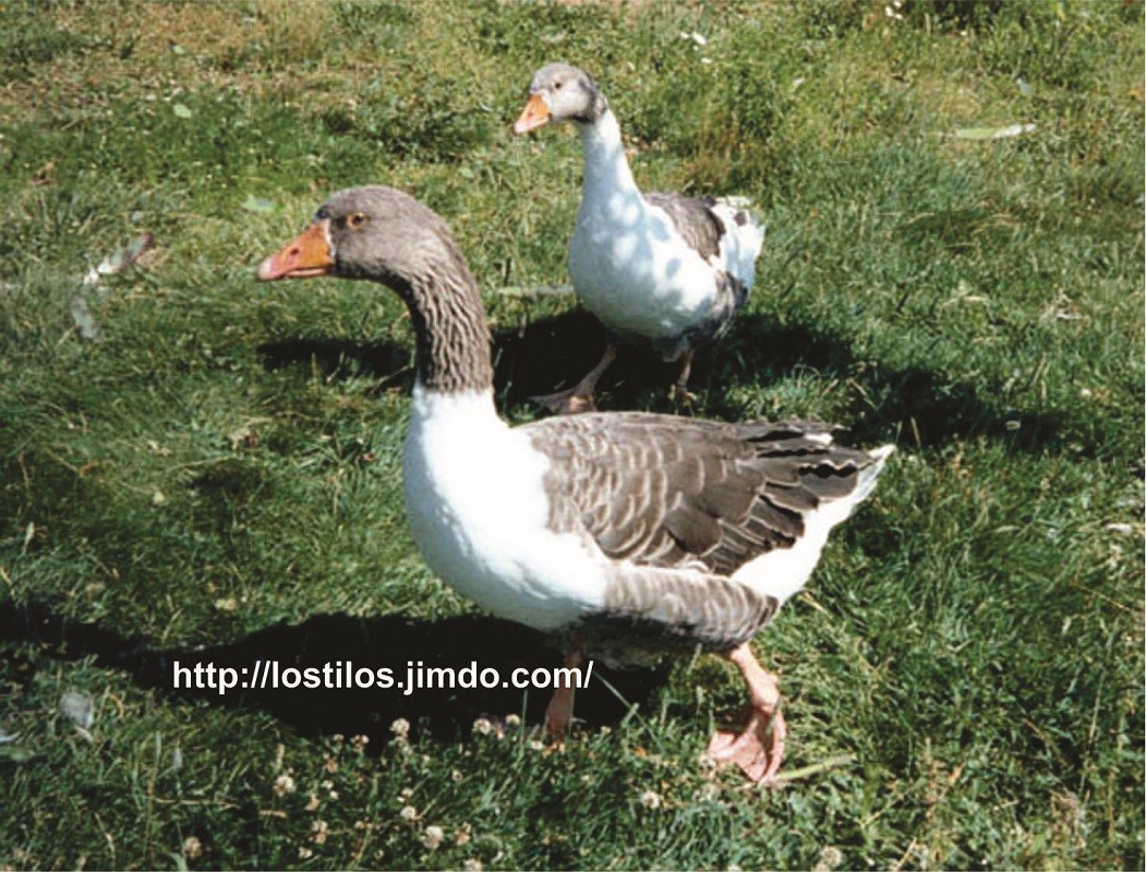 Oca Skanegas - lostilos. jimdo.page