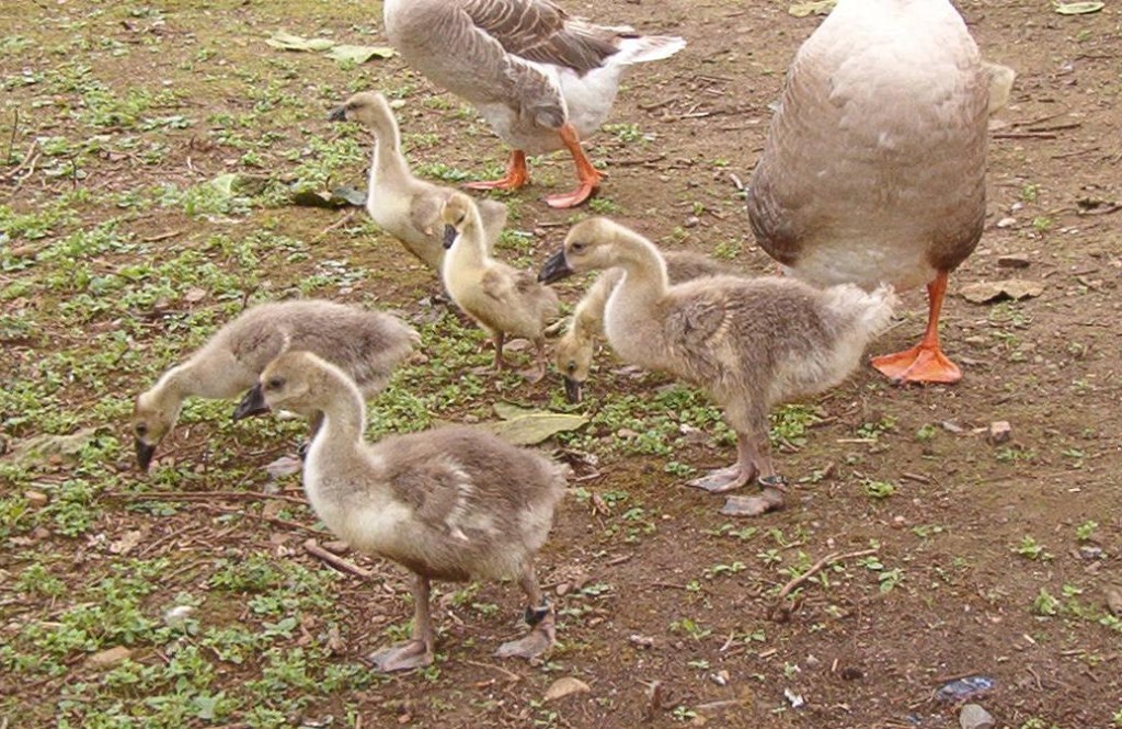 Oca china - lostilos. jimdo.page