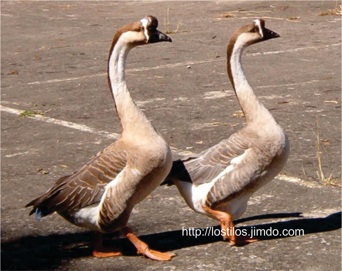 Oca china - lostilos. jimdo.page