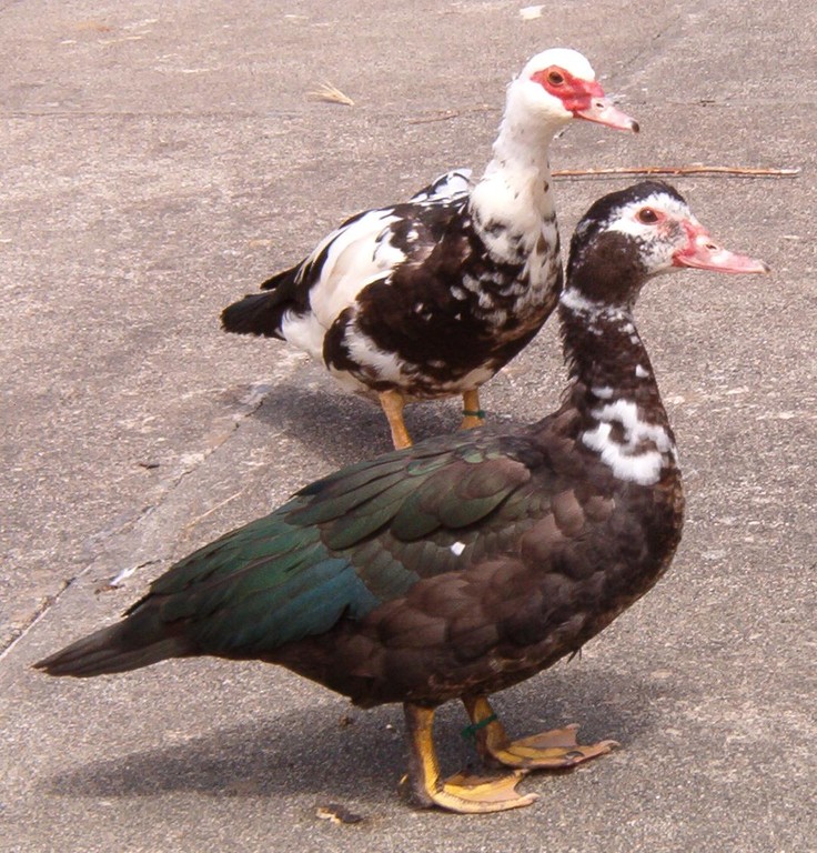 Pato Mudo - lostilos. jimdo.page