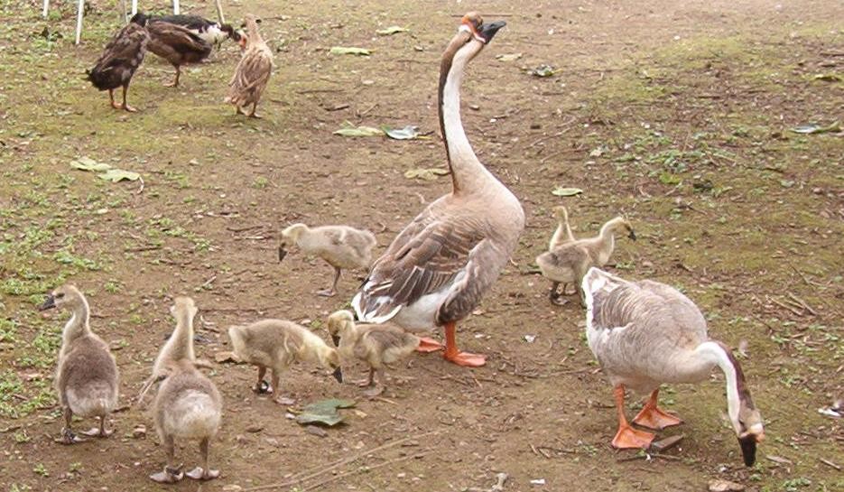 Oca china - lostilos. jimdo.page