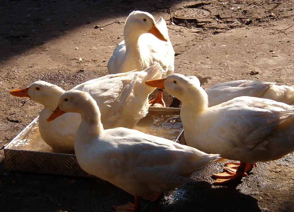 Pato Pekin - lostilos. jimdo.page