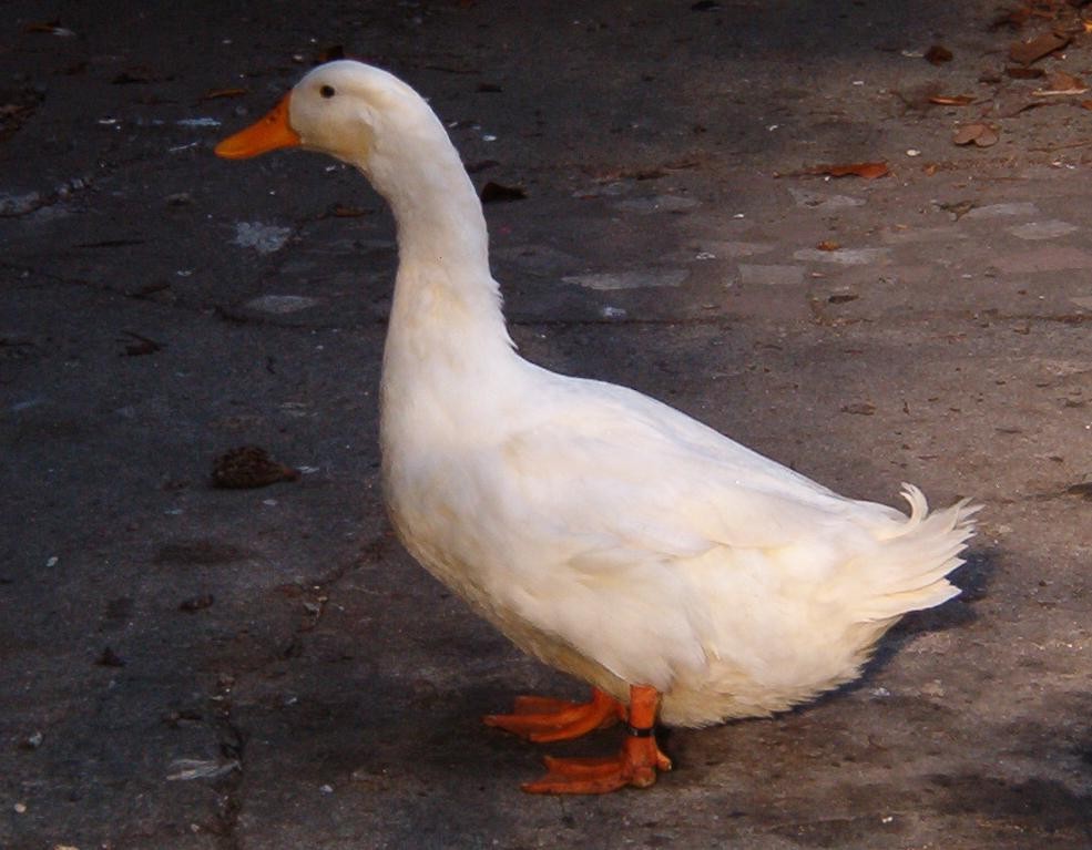 Pato Pekin - lostilos. jimdo.page