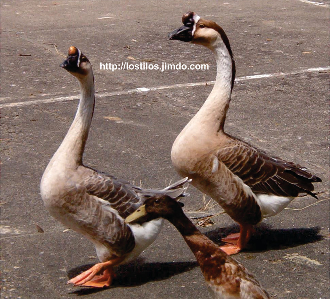 Oca china - lostilos. jimdo.page