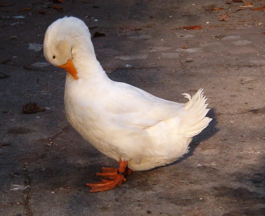 Pato Pekin - lostilos. jimdo.page