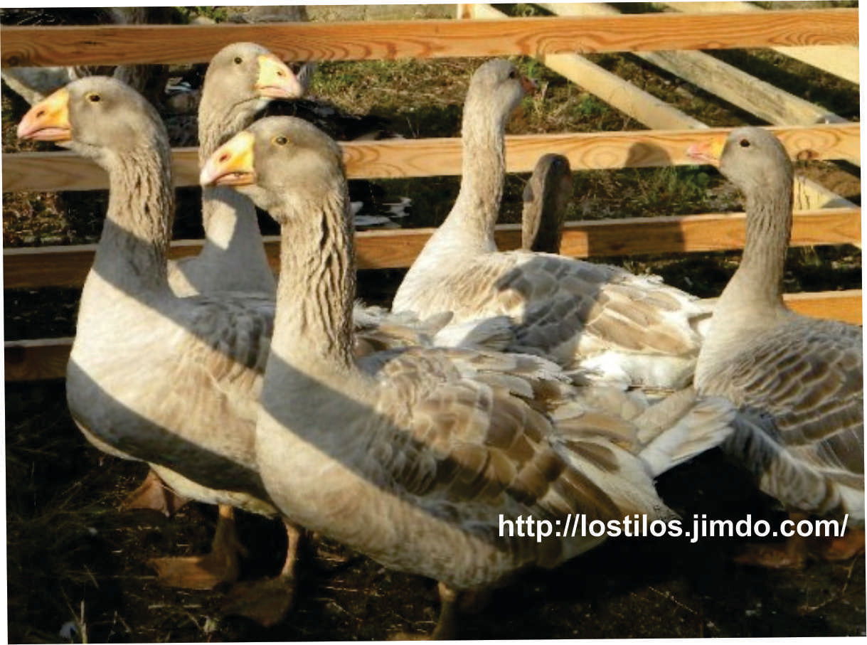 Oca Tula - lostilos. jimdo.page