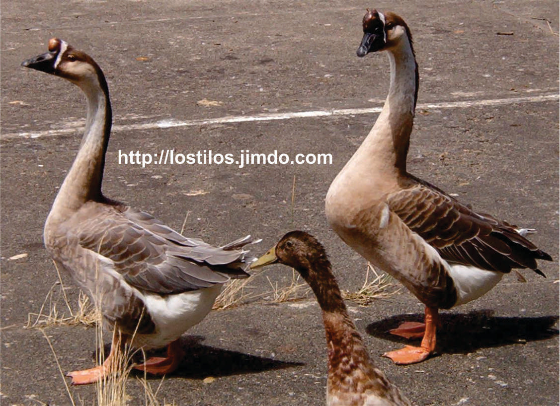 Oca china - lostilos. jimdo.page