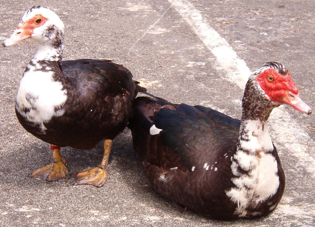 Pato Mudo - lostilos. jimdo.page