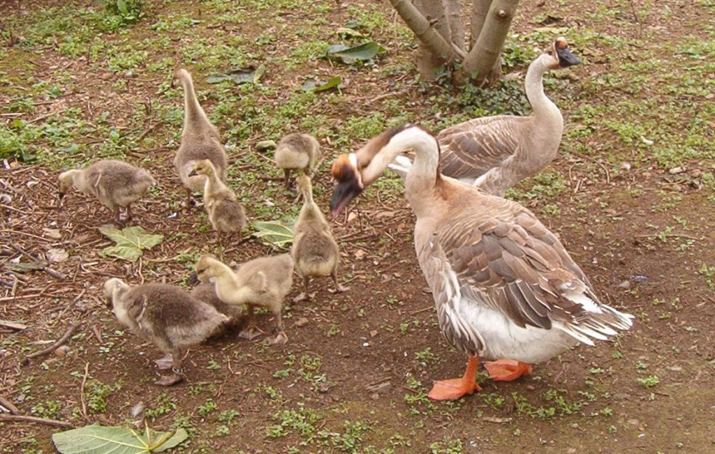 Oca china - lostilos. jimdo.page