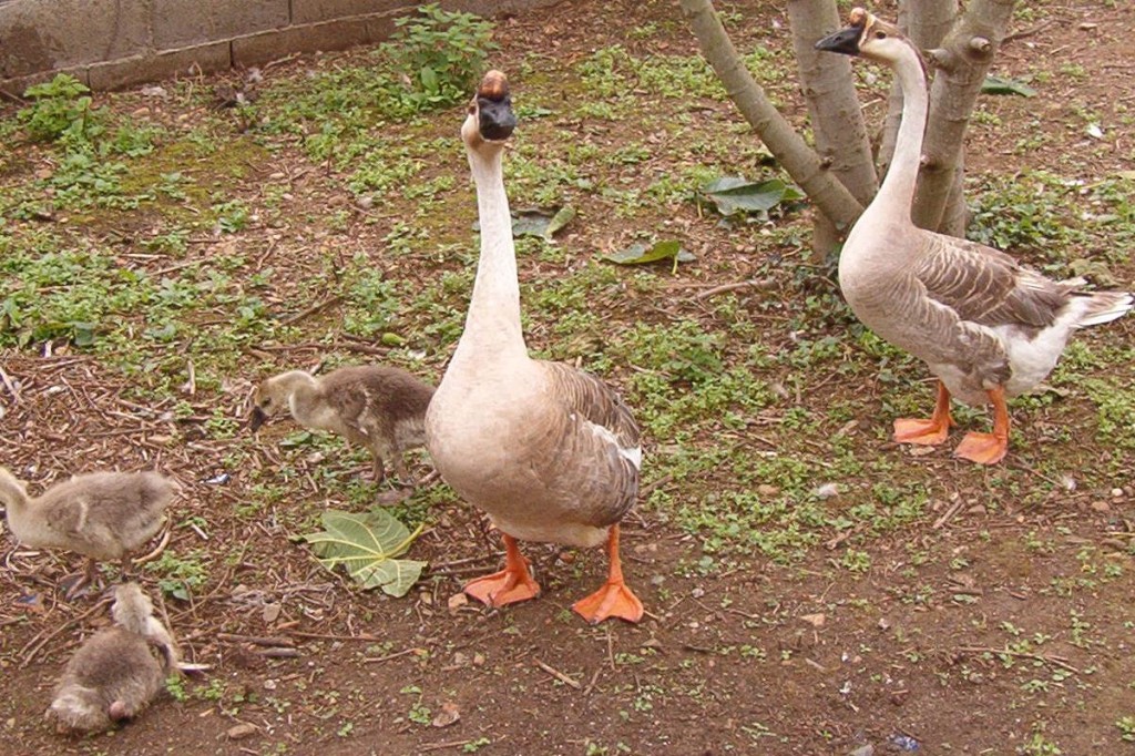 Oca china - lostilos. jimdo.page