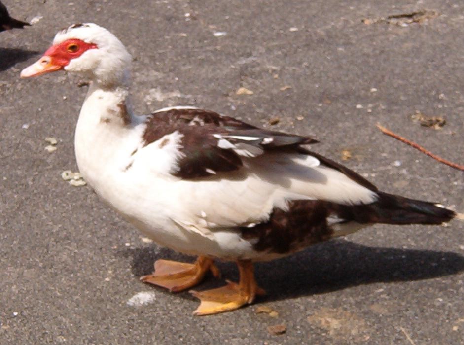 Pato Mudo - lostilos. jimdo.page