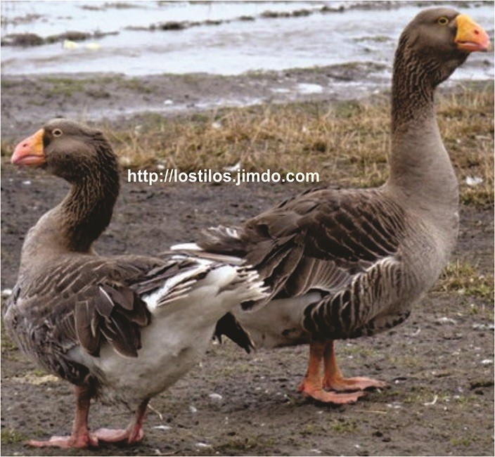 Oca Tula - lostilos. jimdo.page