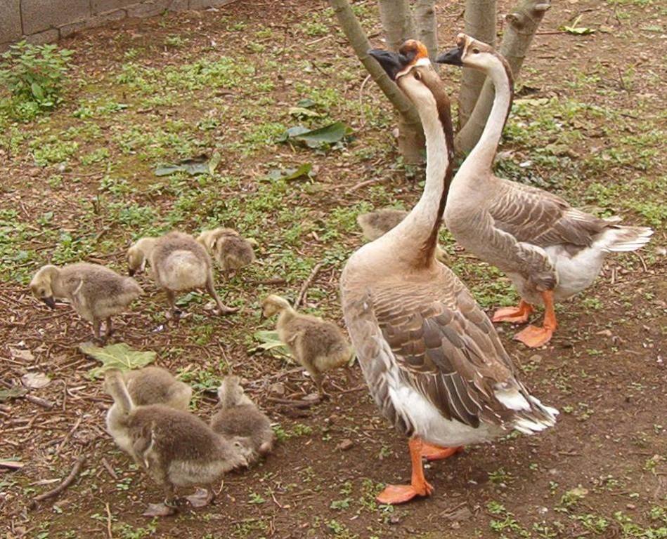 Oca china - lostilos. jimdo.page