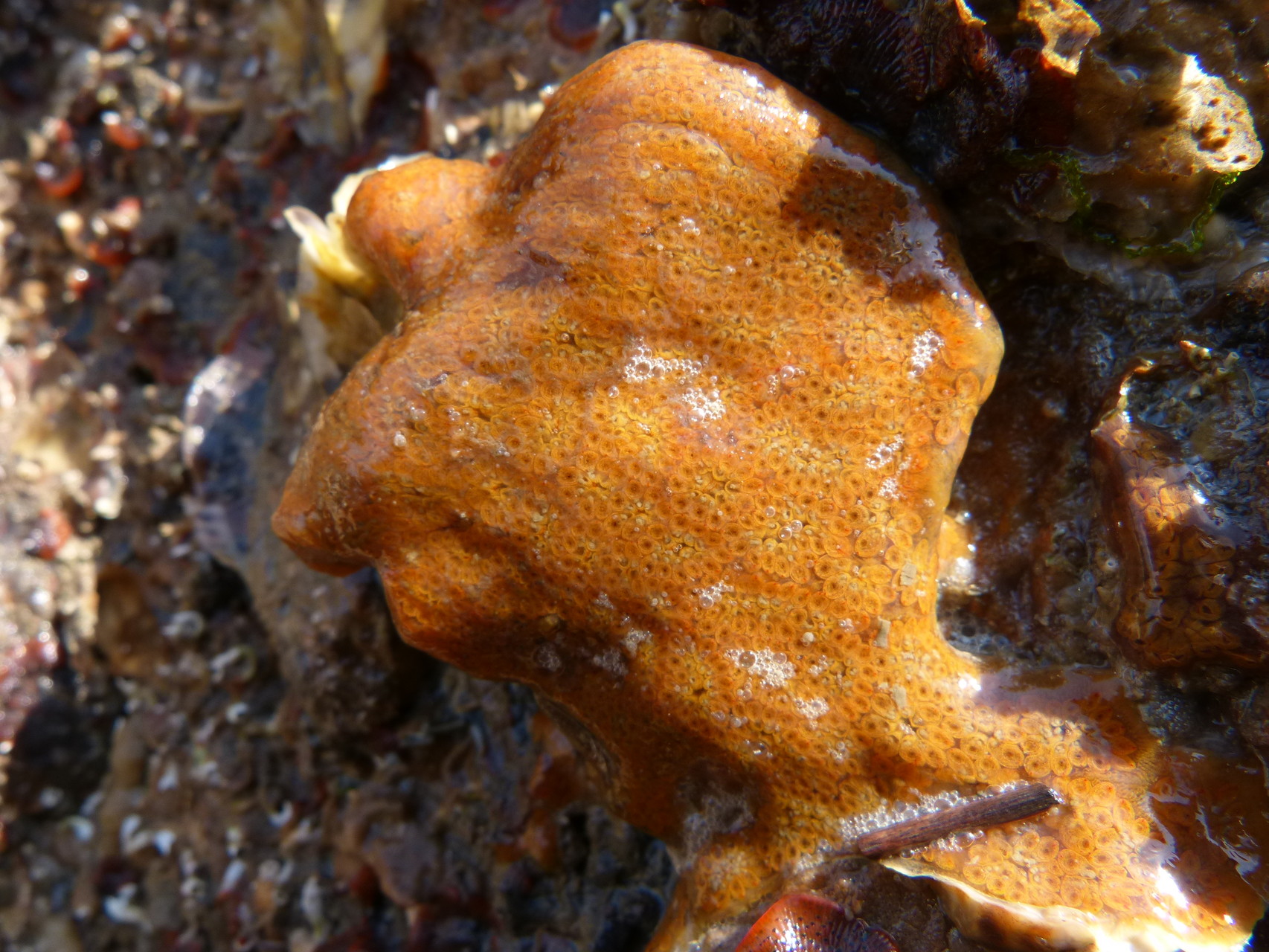 Spongiaires - Coquillages et poissons du Bassin d'Arcachon