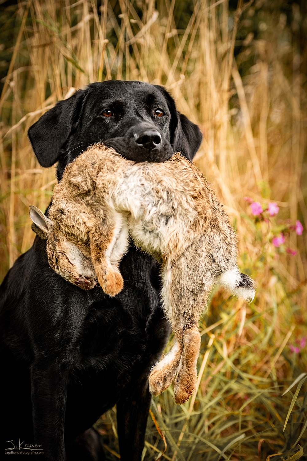 Labrador-Retriever - julia kauer jagdhunde fotografie