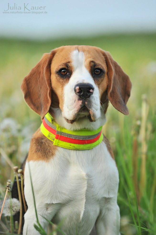 Beagle - julia kauer jagdhunde fotografie