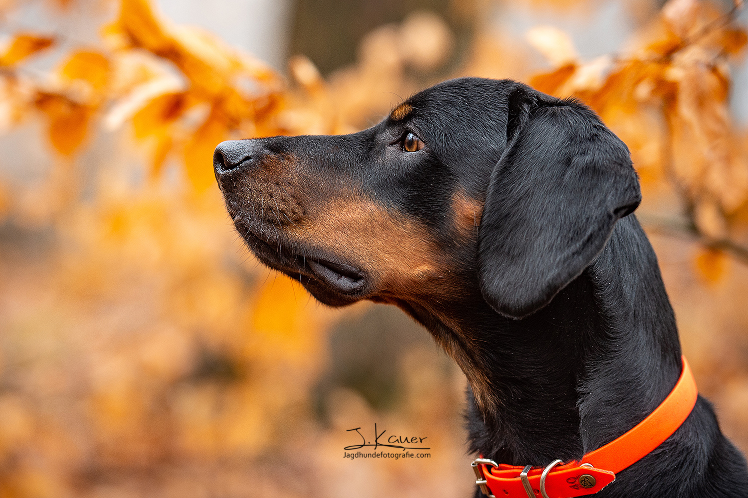 Schwarzwildbracke - Slovenský Kopov - julia kauer jagdhunde fotografie